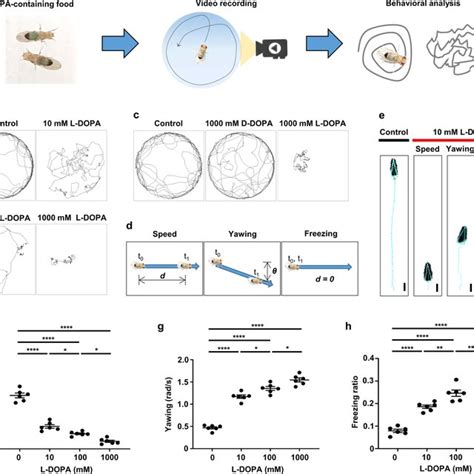 L Dopa Treatment Alters Locomotor Parameters Of Drosophila A