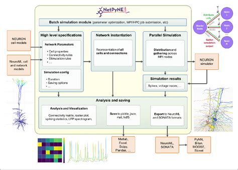 Figure 1 From NetPyNE A Tool For Data Driven Multiscale Modeling Of