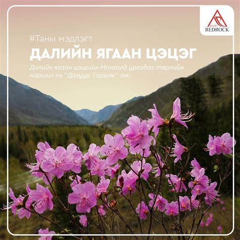 Red Дагуур тэрэлж буюу Далийн ягаан цэцэг🪷 Далийн ягаан цэцгийн