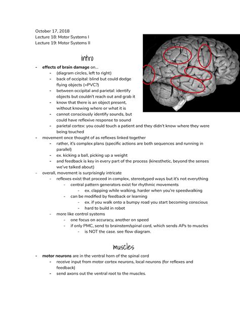 6 Motor Systems Lecture Notes 19 21 October 17 2018 Lecture 18 Motor Systems I Lecture 19