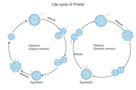 Life Cycle Of Bacteria Haplontic Diplonticzygotic Meiosis Gametic