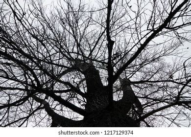 119 Bare Braches Images Stock Photos Vectors Shutterstock