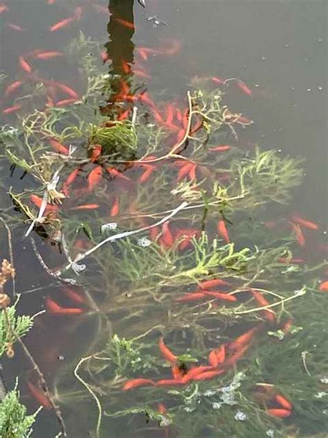 金魚の繁殖産卵方法金魚屋が教える春の仕事金魚屋のコラム