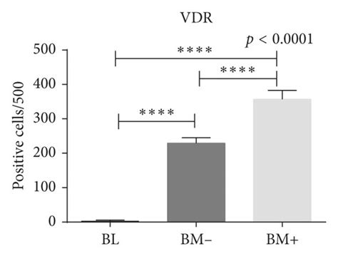Expression Of Bone Markers In Prostate Cells A Graph Shows The