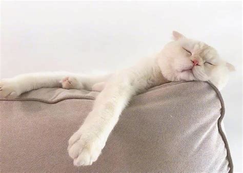 一天到晚困的猫主子 图源微博 高清图片堆糖美图壁纸兴趣社区