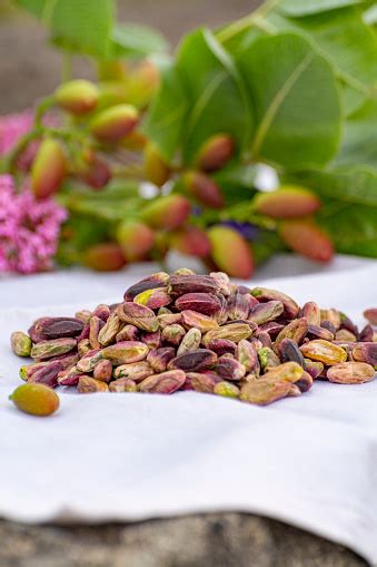 달 콤 하 고 섬세 하 고 향기로운 견과류 브론테 피스타치오 화려한 녹색 색상 이탈리아 요리에 대 한 성분 아이스크림 케이크 페스토 0명에 대한 스톡 사진 및 기타 이미지