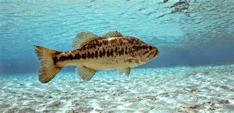 Hank Parker Bass Fishes Farm Ponds Day 4 Bass Fishing Farm Ponds After