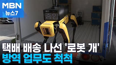 로봇 개 스폿 계단 오르며 택배 배달방역 업무도 척척 Mbn 뉴스7 Youtube
