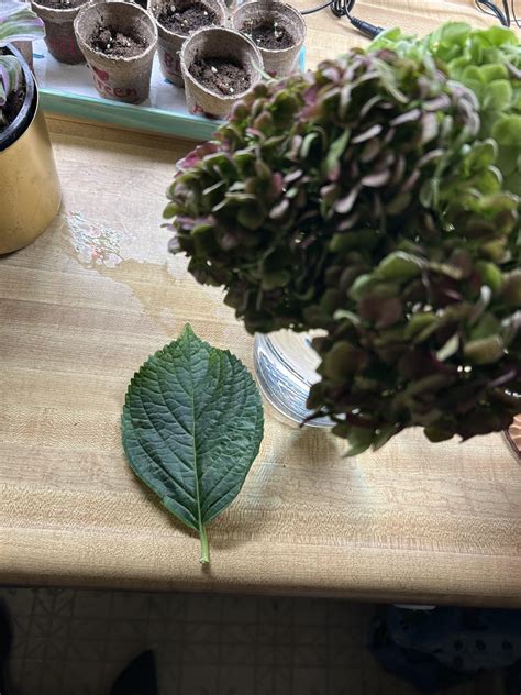 Can Someone Help Me Identify A Hydrangea R Hydrangeas