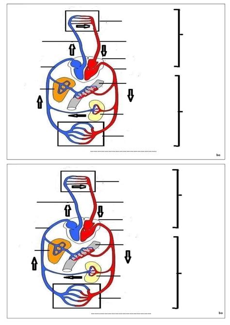 رسم تخطيطي لسحبة دموية علوم الطبيعة والحياة للرابعةمتوسط