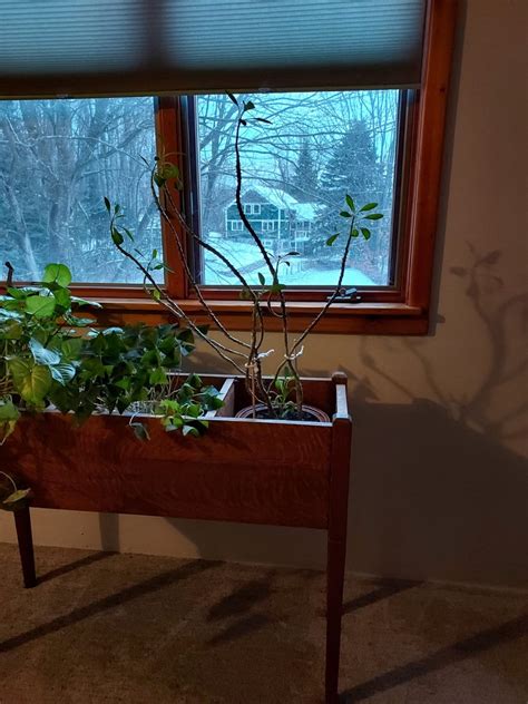Pruning And Care Tips Needed For A Crown Of Thorns Euphorbia Milii