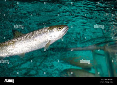 Masu Salmon Oncorhynchus Masou Masou In Controlled Conditions Kushiro
