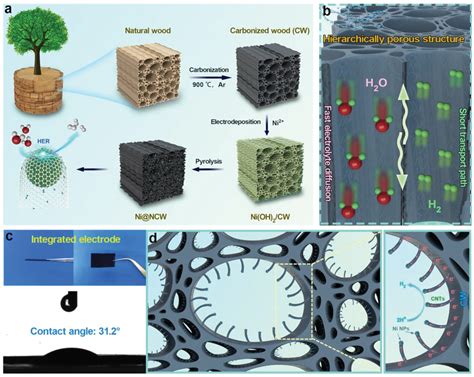 A Schematic Of The Freestanding Hierarchically Porous Carbon