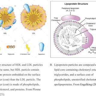 The Schematic Models Of HDL And LDL A And The Structure Of Download Scientific Diagram