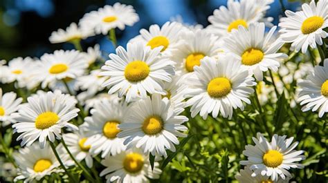 Premium Photo A Bouquet Of Daisies With Yellow Center And White Petals