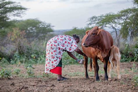 Anyamba Nakuti On Linkedin Meet Agnes A Resilient Woman From Rural