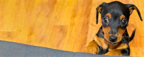 How To Kennel Train A Doberman Puppy Wag