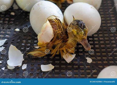 Close Up Of Crack Egg Duck Before Birth The Process Of Hatching From Goose Eggs In The