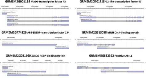 Schematic Representation Of Newly Identified Antisense Transcripts And Download Scientific