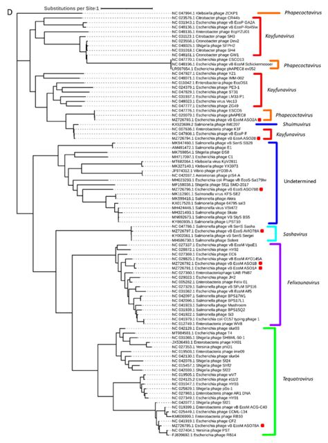 The Isolation And Characterization Of Bacteriophages Infecting Avian