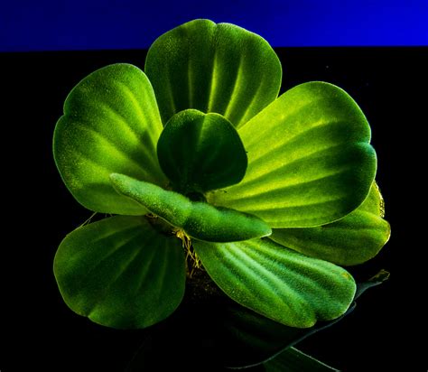 图片素材 厂 花瓣 绿色 生产 植物学 植物群 三叶草 宏观摄影 叶子植物 开花植物 浮动植物 植物茎 陆地植物