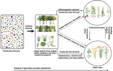 Schematic Representation Of Cultivation Status Of Plant Species Major Download Scientific