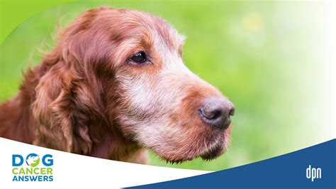 Extramedullary Tumor Dog Dog