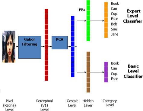 Face And Object Processing Systems 14 Download Scientific Diagram