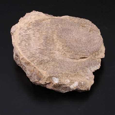 Fossiliferous Limestone Specimen Ebth