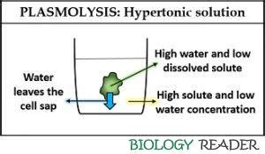 Difference Between Plasmolysis And Deplasmolysis With Comparison Chart