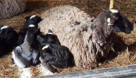 E Rrallë Në Kosovë Delja Lind 5 Qengja Kap Rekordin E Turqisë