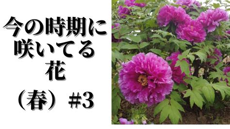 今の時期に咲いてる花春 3 YouTube