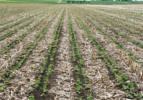 Planting Cover Crops In November At Lachlan Legge Blog