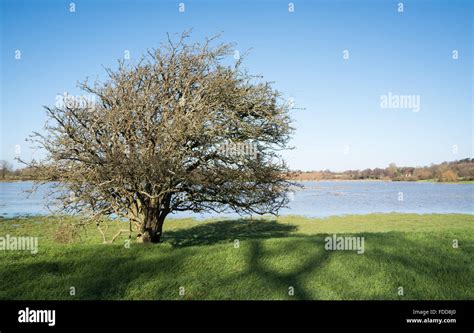 Trees And Bushes Of The Sussex Countryside With Flooding From Rainfall On The Flood Plains Of