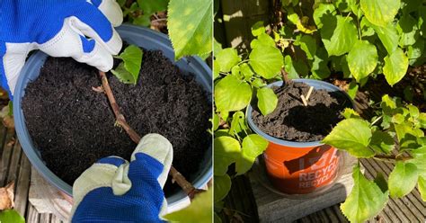 20 Plants To Propagate By Layering And How To Do It 20 Plants To Propagate By Layering And How To Do It