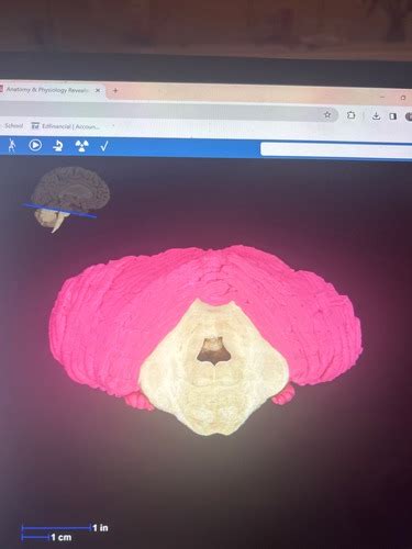 Final Lab Exam Flashcards Quizlet Final Lab Exam Flashcards Quizlet