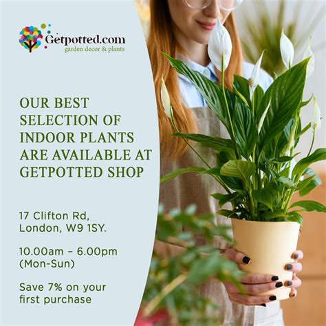 Podocarpus Macrophyllus W150 H 210 260 Cm From £1 606 50