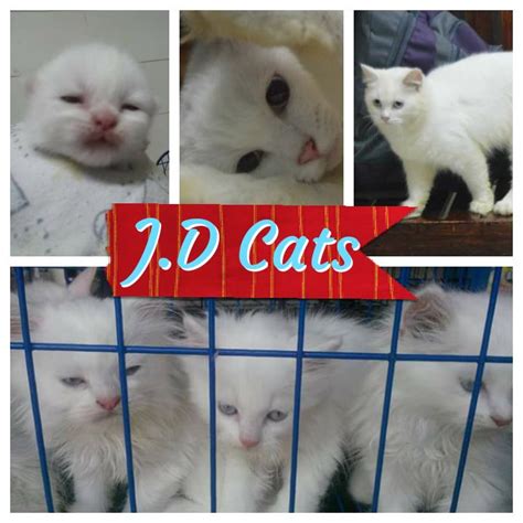 Jc Cats Jc Cats Added A New Photo