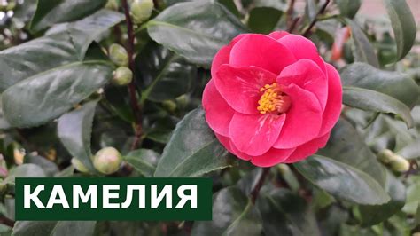 КАМЕЛИЯ 04.01.22г. - YouTube