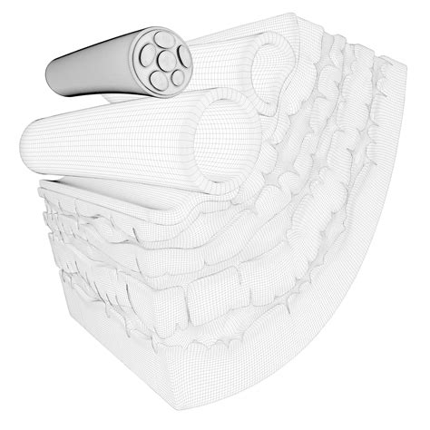 Osteocyte In Compact Bone Osteon 3d Model