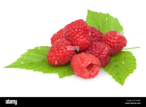 Himbeere; Rubus, idaeus; Waldbeere; Hohlbeere Stock Photo, Royalty Free ...