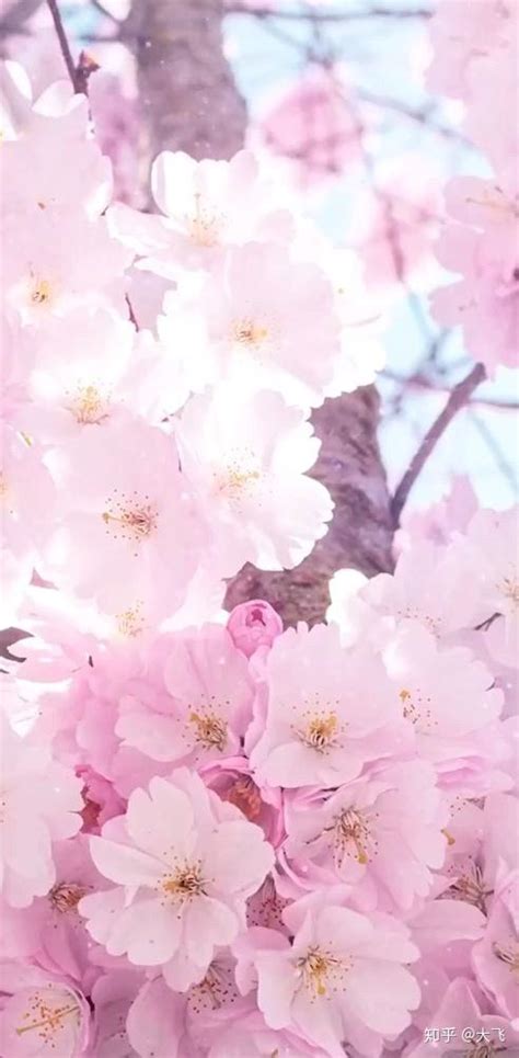 增加桃花运的屏保 知乎