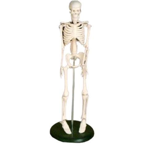 Model Schelet Uman 45 Cm Plastic Emagro