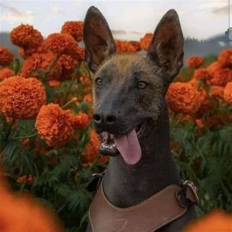 Discover 260 Rare Breed Dogs And Dogs Ideas In 2025 Dog Breeds Rare