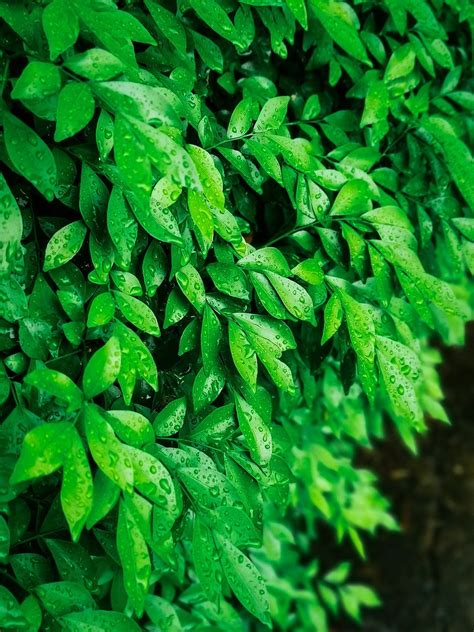 자연 초록 나무 Pixabay의 무료 사진 Pixabay