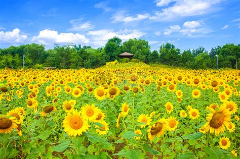 花海向日葵高清图片下载 正版图片500331811 摄图网