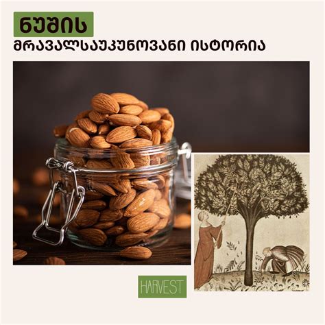 Harvest • მოსავალი On Linkedin 📚 იცოდით რომ ნუში უძველესი კულტივიზირებული მცენარეა დედამიწაძე 🌎…