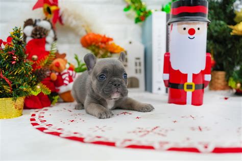 프렌치불독분양 사랑스러운 애기 강아지 요요 웰시코기분양 프렌치불독분양 보스턴테리어분양 이탈리안그레이하운드분양 베들링턴테리어분양 셔틀랜드쉽독분양 코카스파니엘분양 퍼그분양
