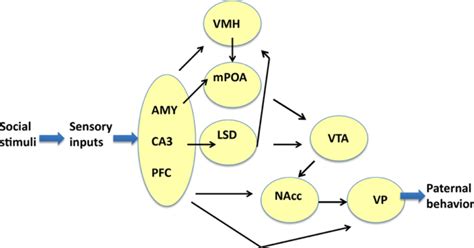 Neural Model Showing The Circuits That May Regulate The Paternal