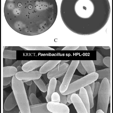 Screening Of Xylan Degrading Bacteria A And Isolation Of Download Scientific Diagram